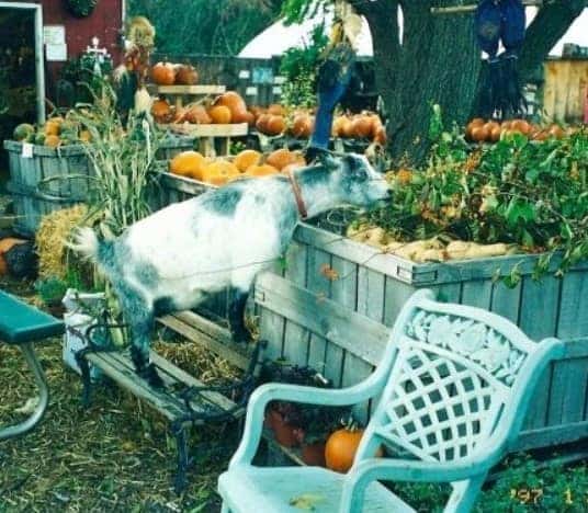 Community Spotlight: Clark Farm Danvers MA | Ira Lexus